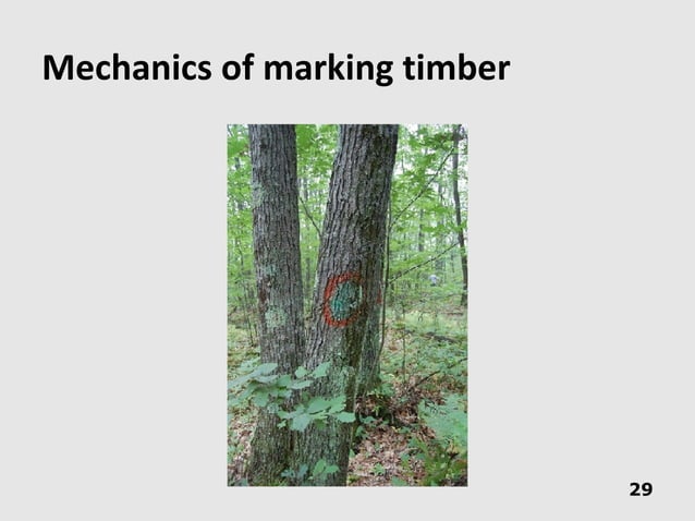 Timber Marking for Loggers | PPT | Woodworking | Arts and Crafts