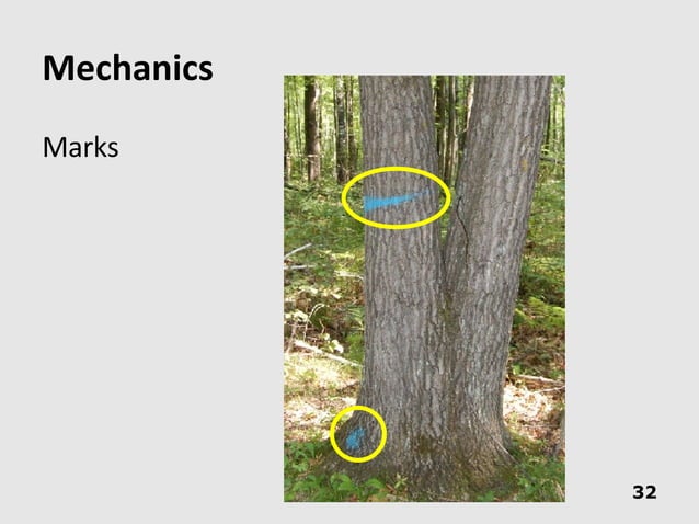 Timber Marking for Loggers | PPT