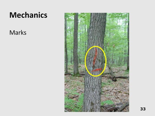 Timber Marking for Loggers | PPT | Woodworking | Arts and Crafts