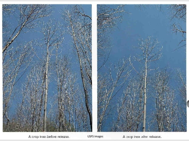 Timber Marking for Loggers | PPT | Woodworking | Arts and Crafts