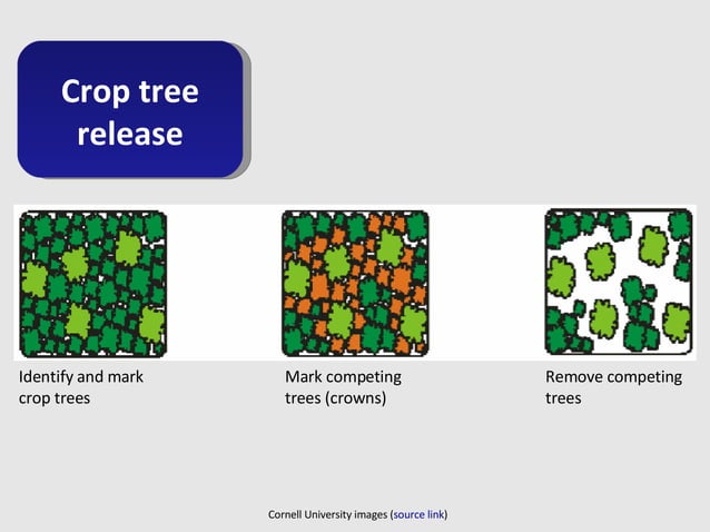 Timber Marking for Loggers | PPT | Free Download