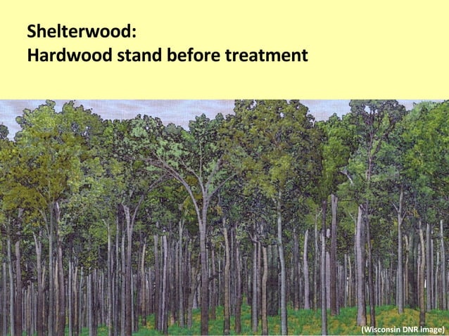 Timber Marking for Loggers | PPT | Woodworking | Arts and Crafts