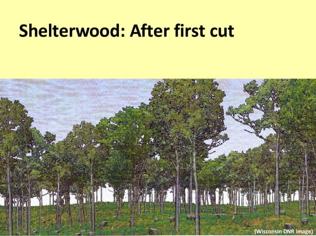 Timber Marking for Loggers | PPT | Woodworking | Arts and Crafts