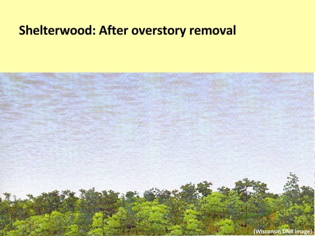 Timber Marking for Loggers | PPT | Woodworking | Arts and Crafts