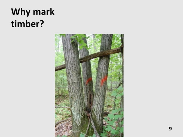 Timber Marking for Loggers | PPT | Woodworking | Arts and Crafts