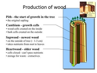 Timber material | PPTX