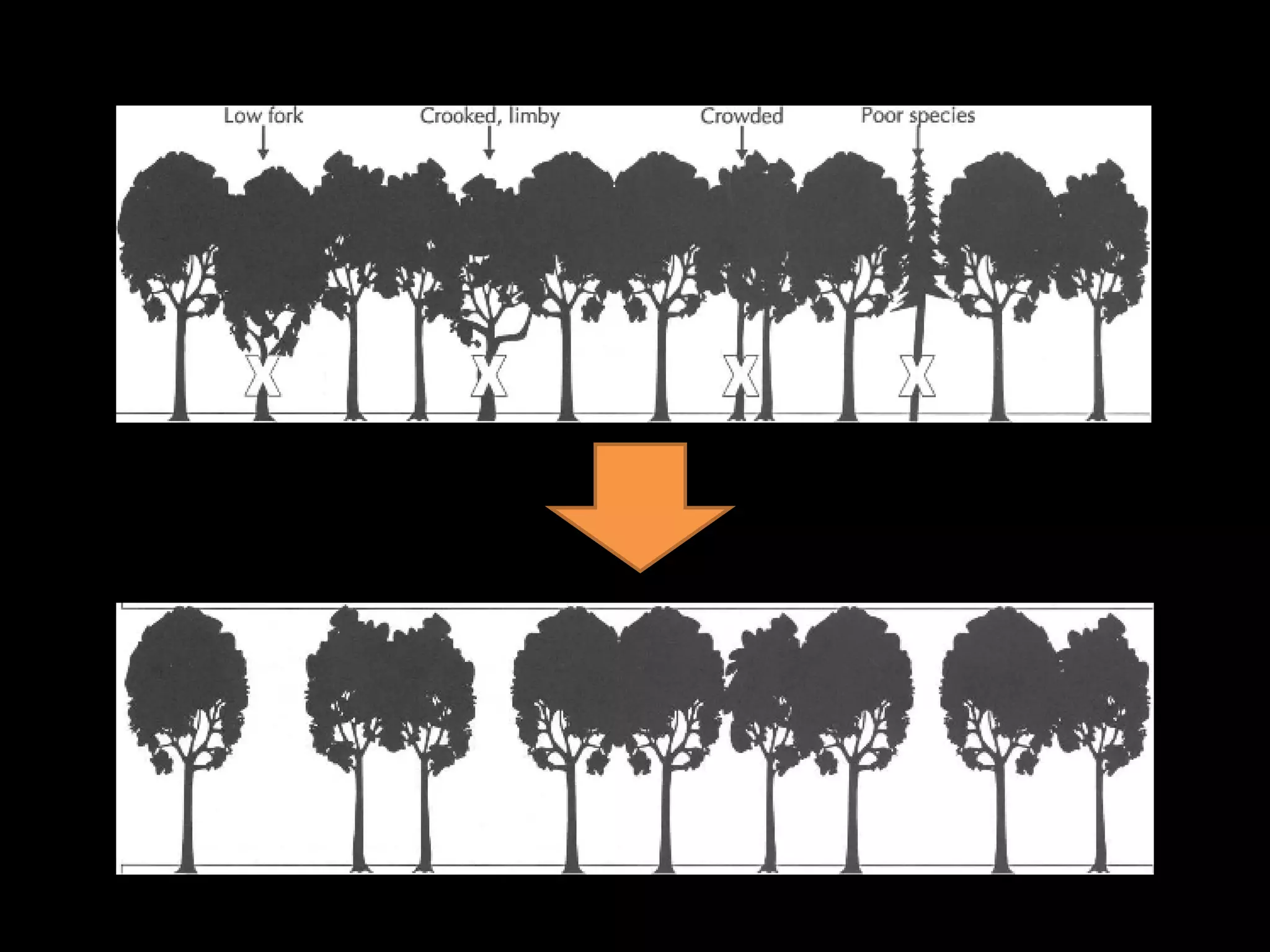 Timber Stand Improvement | PPT