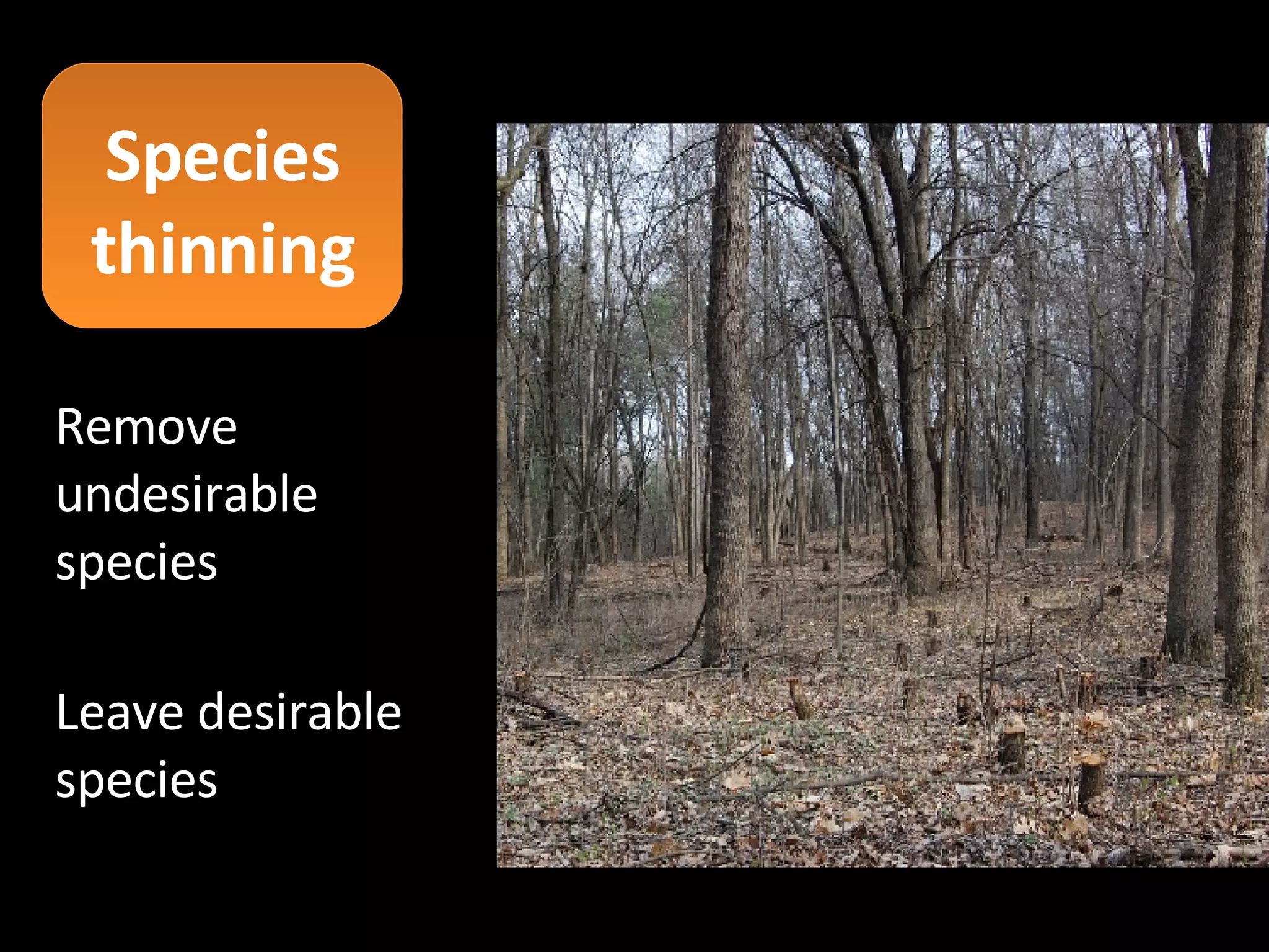 Timber Stand Improvement | PPT