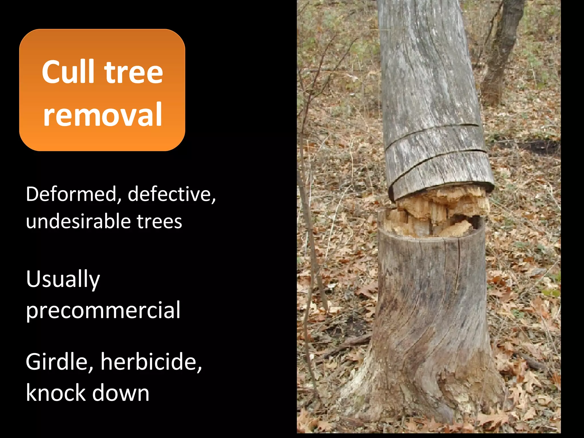 Timber Stand Improvement | PPT