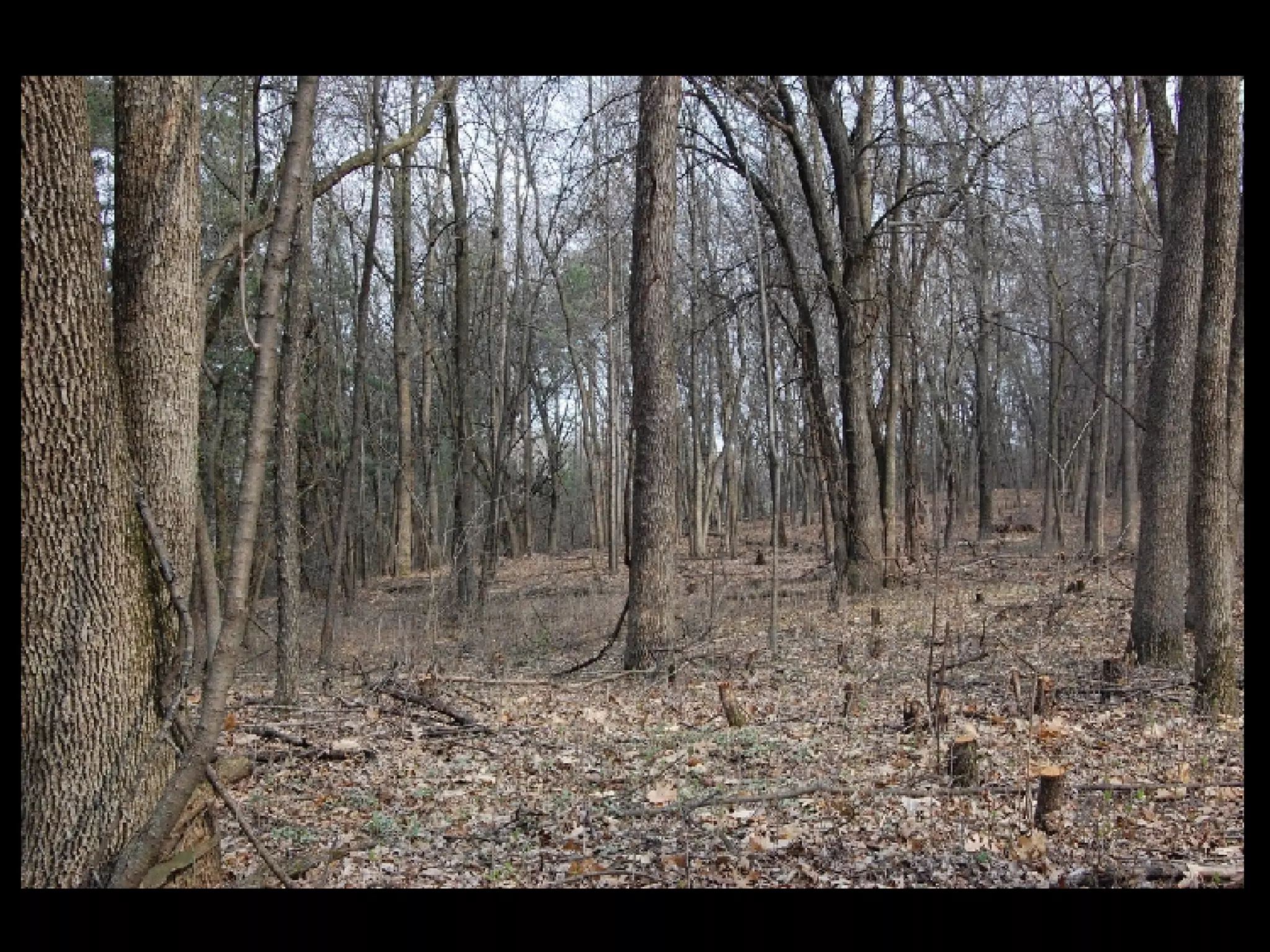 Timber Stand Improvement | PPT