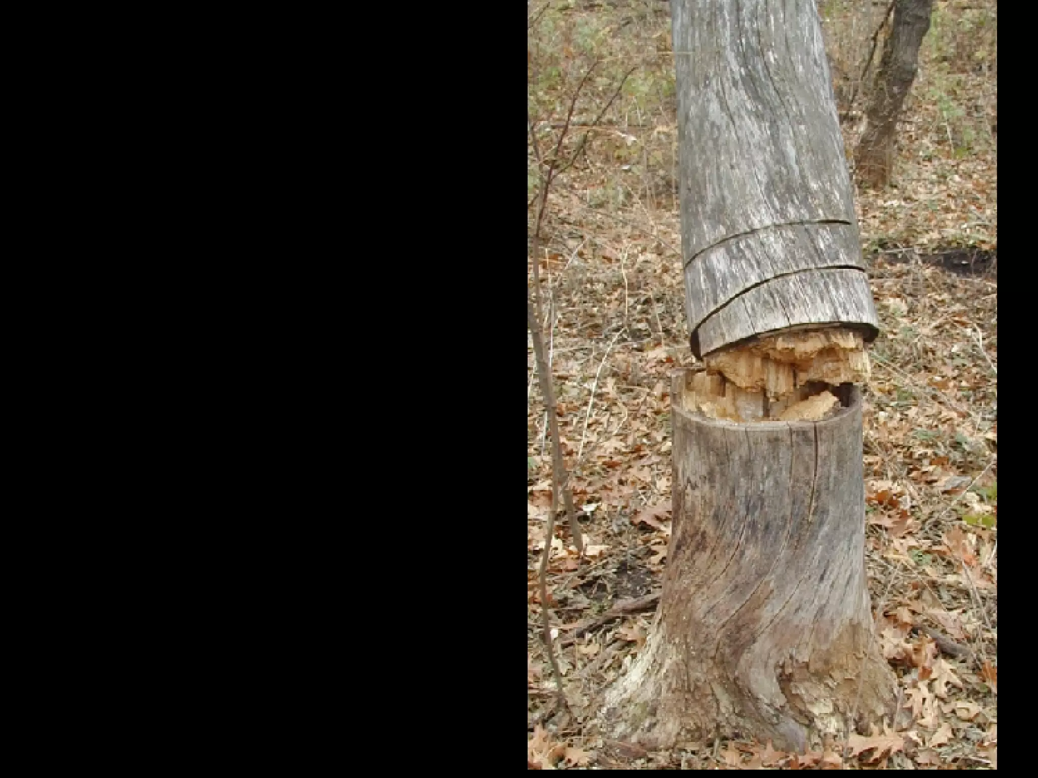 Timber Stand Improvement | PPT