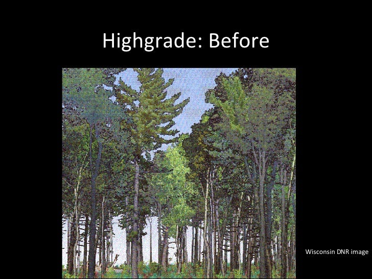 Timber Stand Improvement