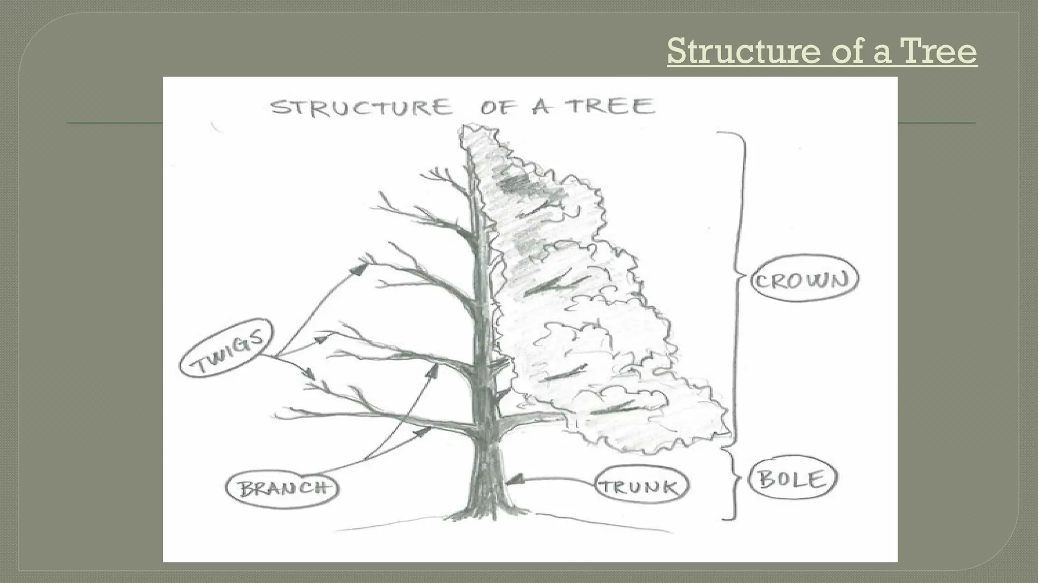 timber basics in structure mechanics (dos) | PPTX