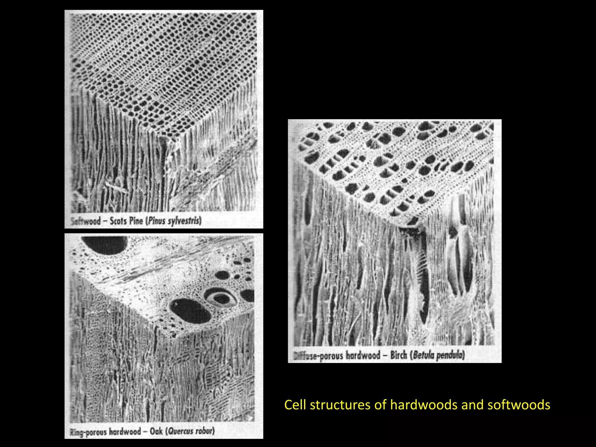 timber introduction | PPTX