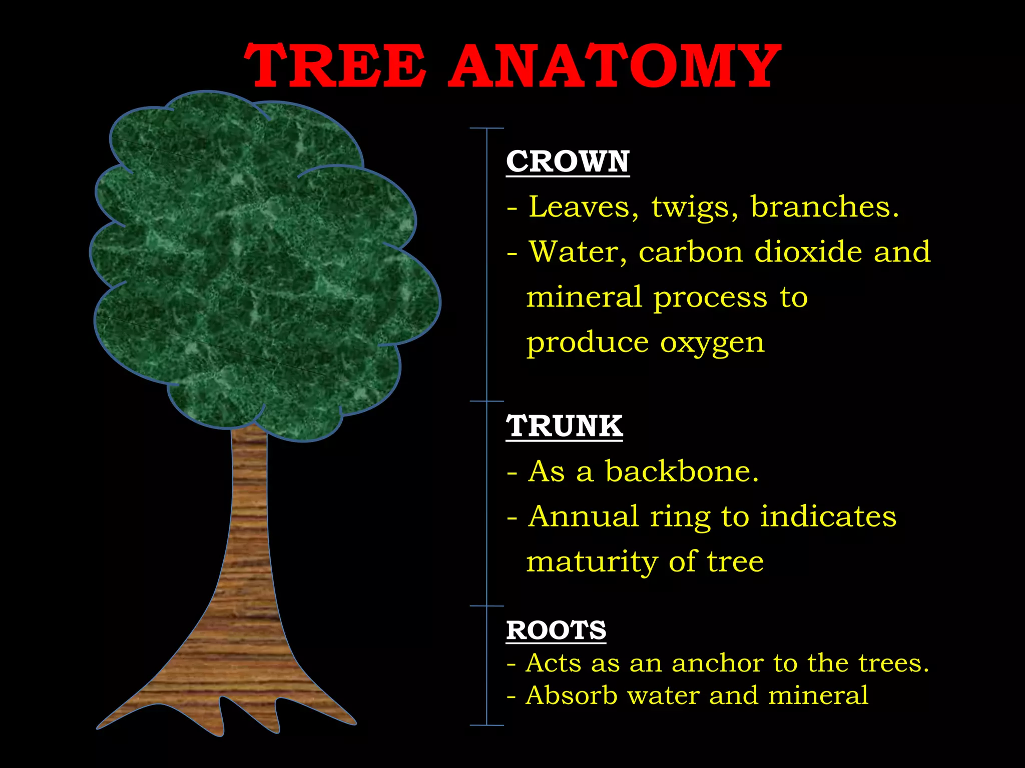 timber introduction | PPTX