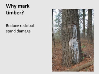 Timber Marking Ppt Slideshow & Notes Part 1 Ppt97 | PPT