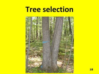 Timber Marking Ppt Slideshow & Notes Part 1 Ppt97 | PPT