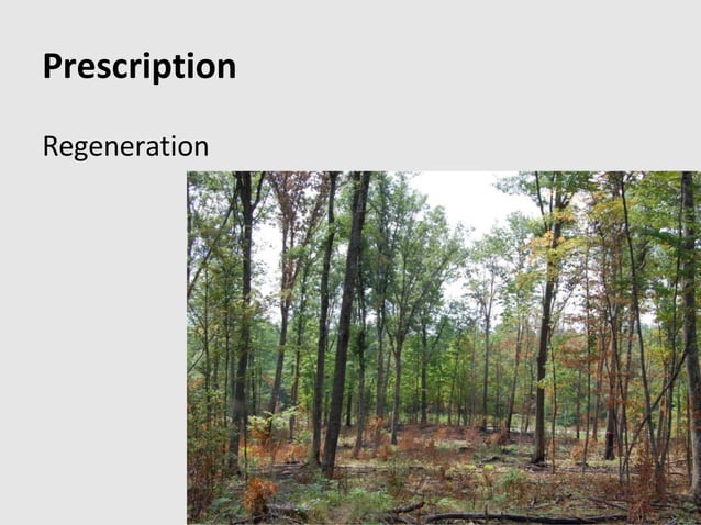 Timber Marking Ppt Slideshow & Notes Part 1 Ppt97 | PPT