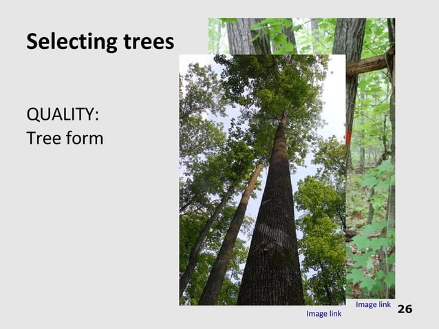 Timber Marking Ppt Slideshow & Notes Part 1 Ppt97 | PPT