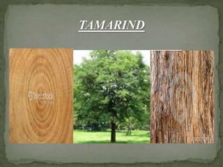 Timber ppt | PPT