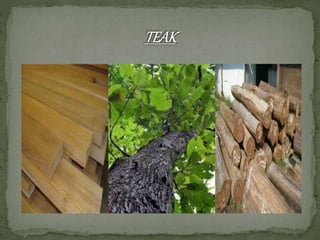 Timber ppt | PPT