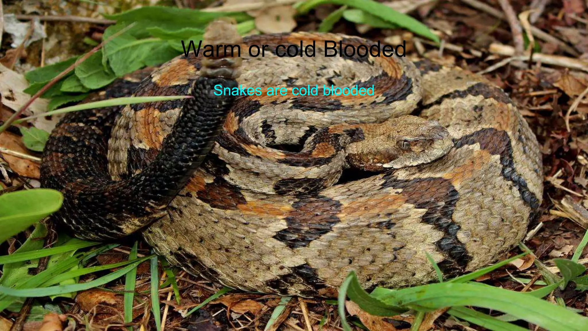 Timber Rattlesnakes | PPT