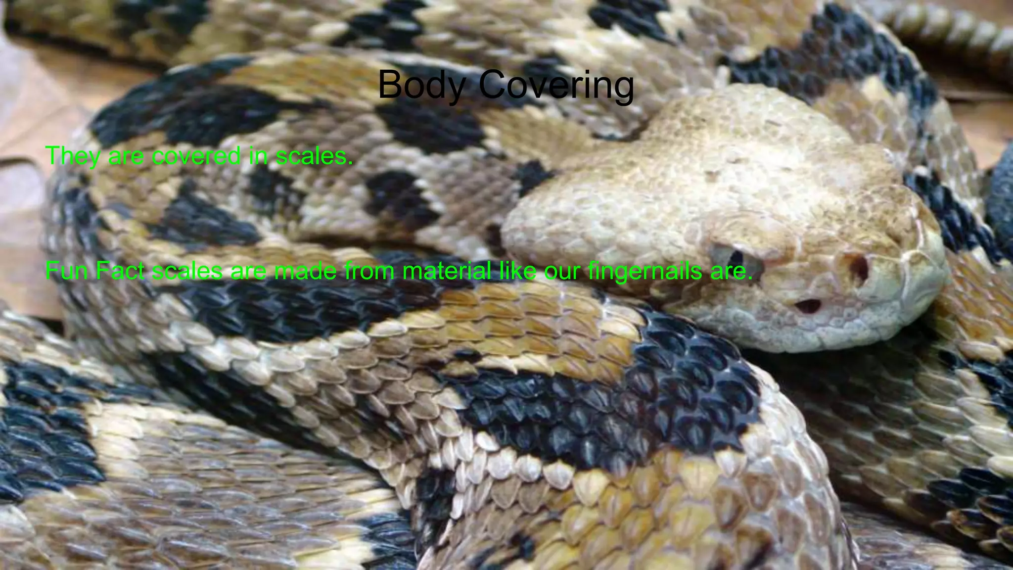 Timber Rattlesnakes | PPT