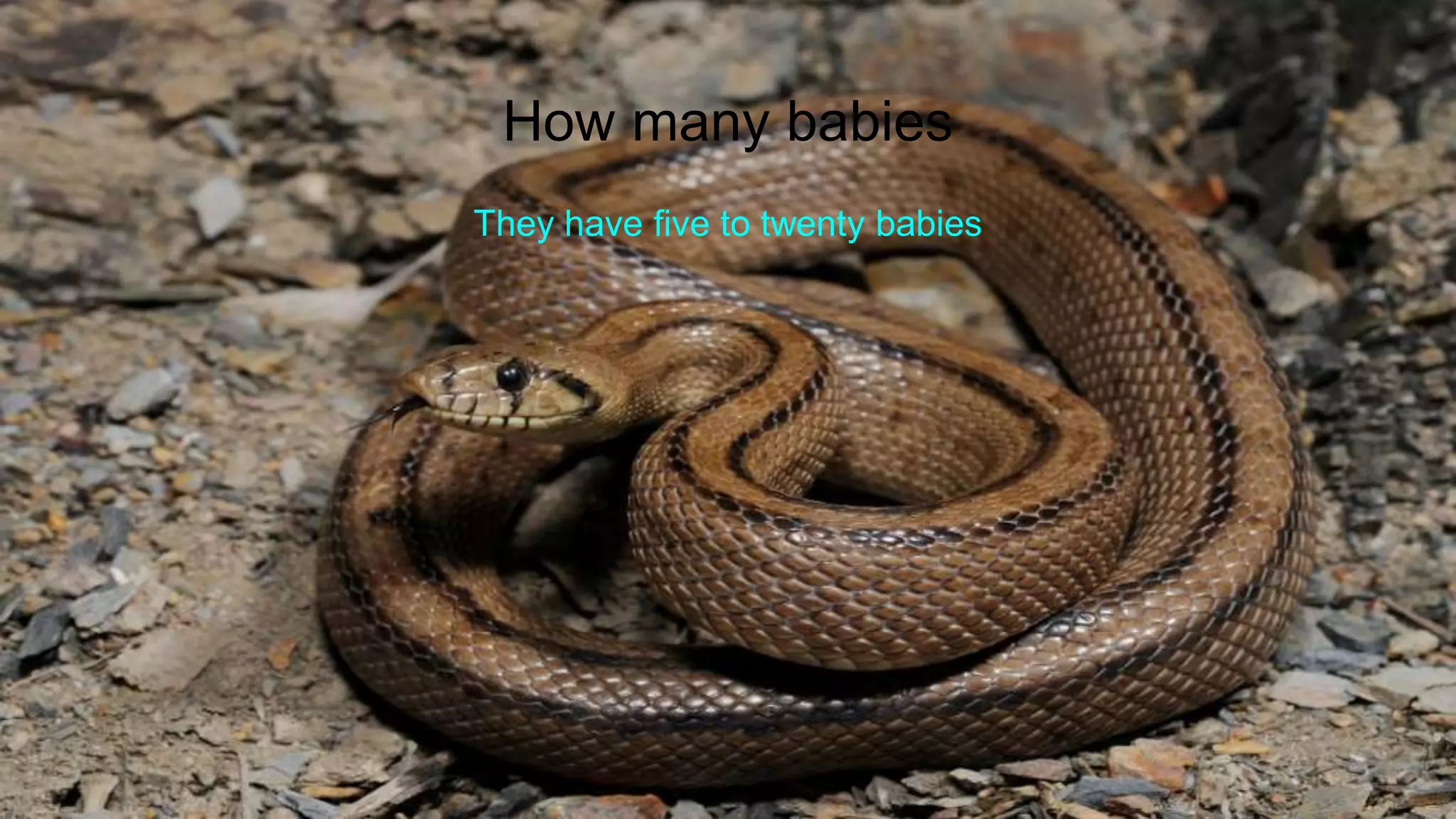 Timber Rattlesnakes | PPT