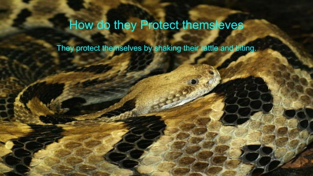 Timber Rattlesnakes | PPT
