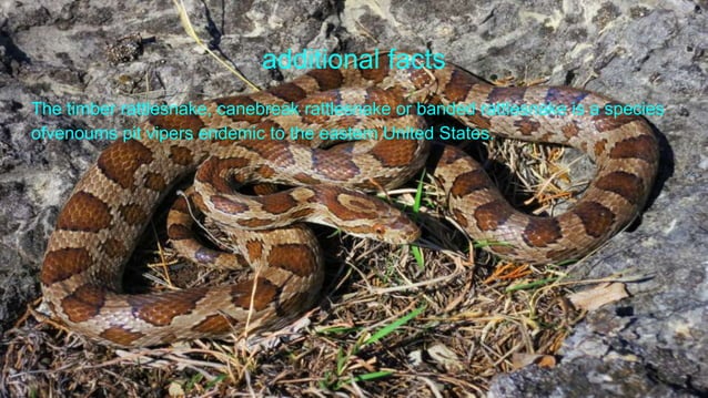 Timber Rattlesnakes | PPT