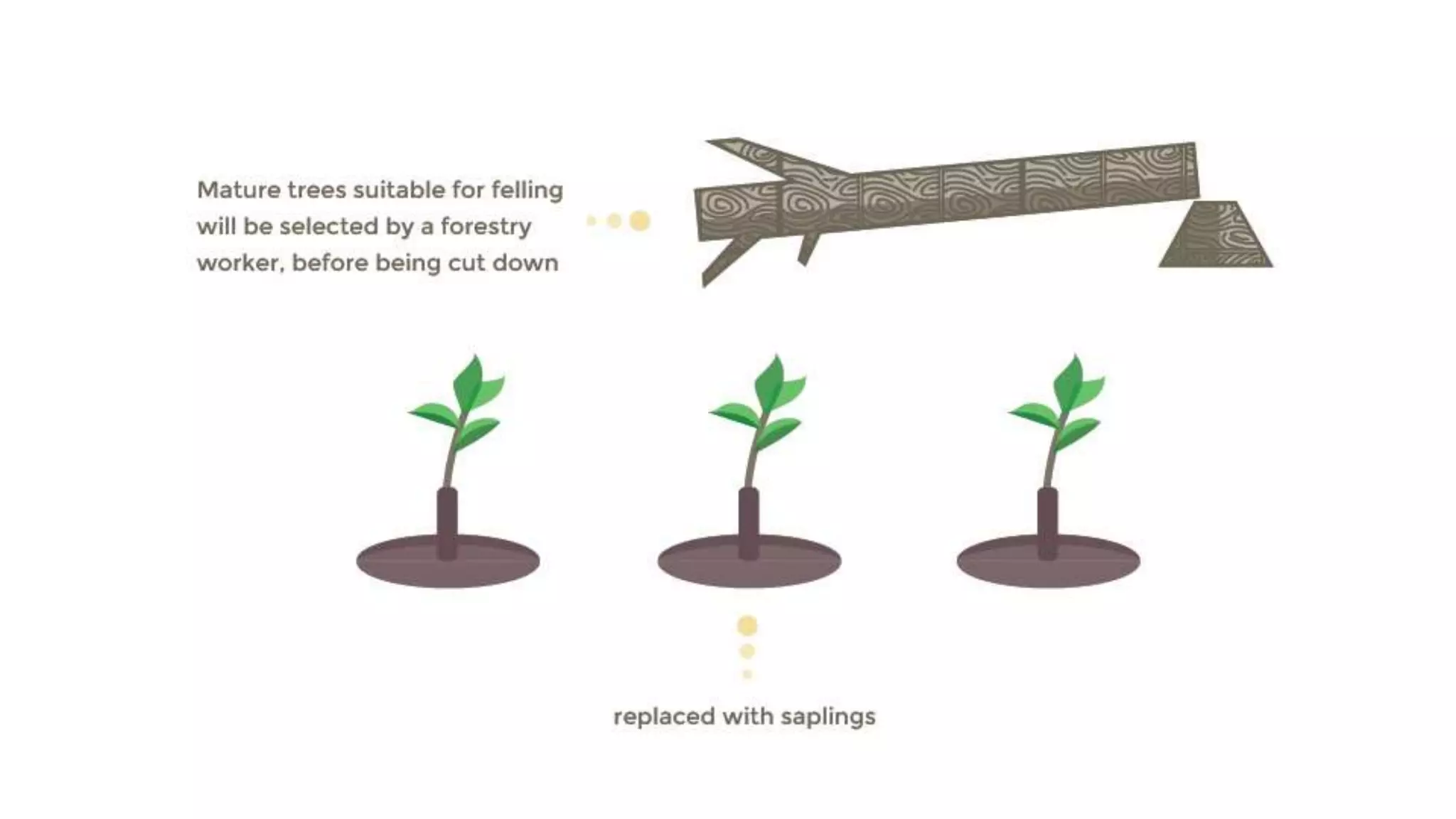 Timber timeline | PPTX