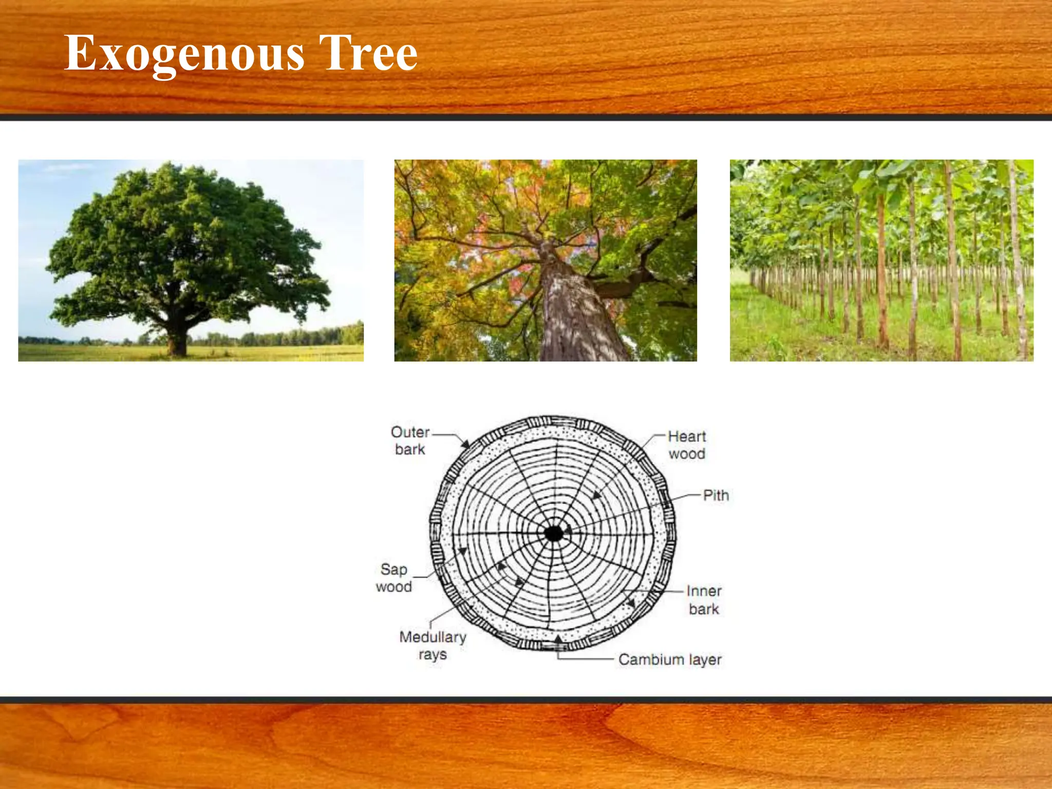 Timber Vocations for Civil Engineering.pptx