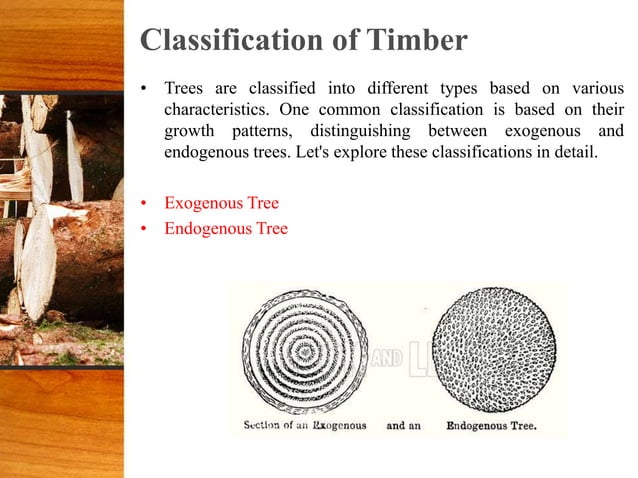 Timber Vocations for Civil Engineering.pptx