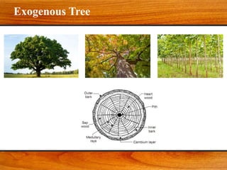 Timber Vocations for Civil Engineering.pptx