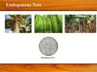 Timber Vocations for Civil Engineering.pptx