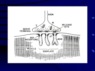 Timectomia | PPT