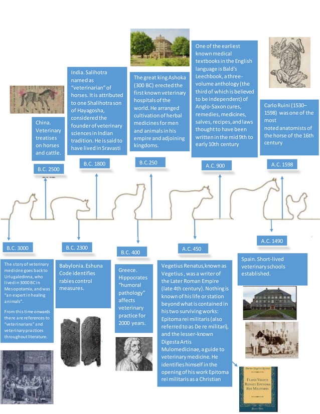 Timeline history of vet.docx | Veterinary Medicine | Pets