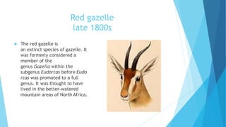 Time line of extinction | PPTX