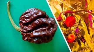 How to grow hot peppers with InfluxDB and Timetrix engine | PPT