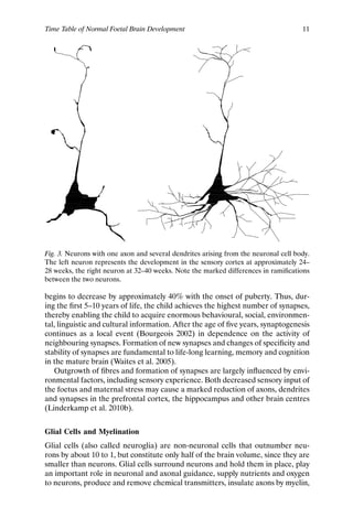 Time table of normal foetal brain development | PDF