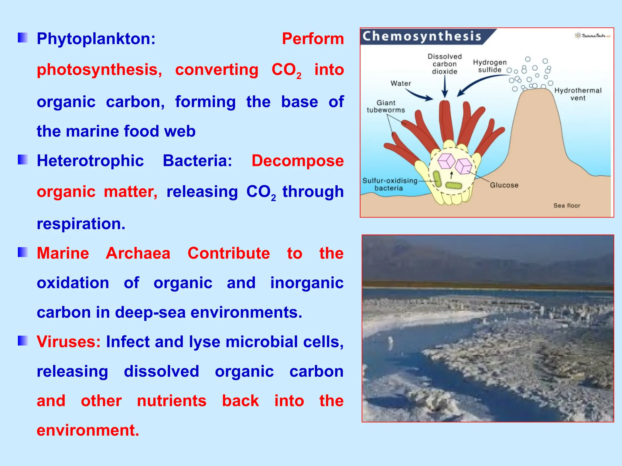 Concepts and applications of marine microbes | PPT