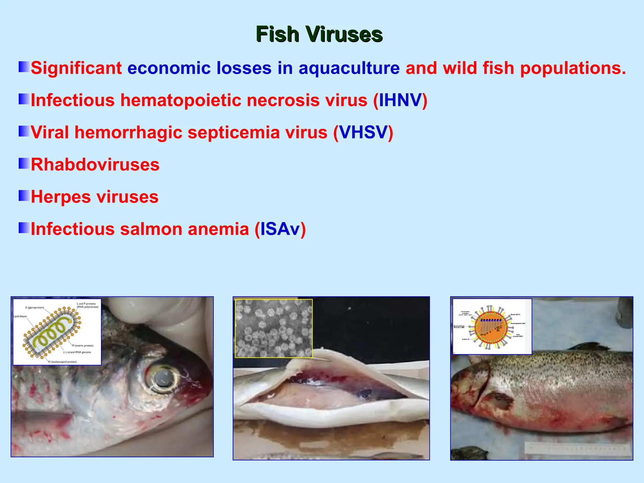 Concepts and applications of marine microbes | PPT