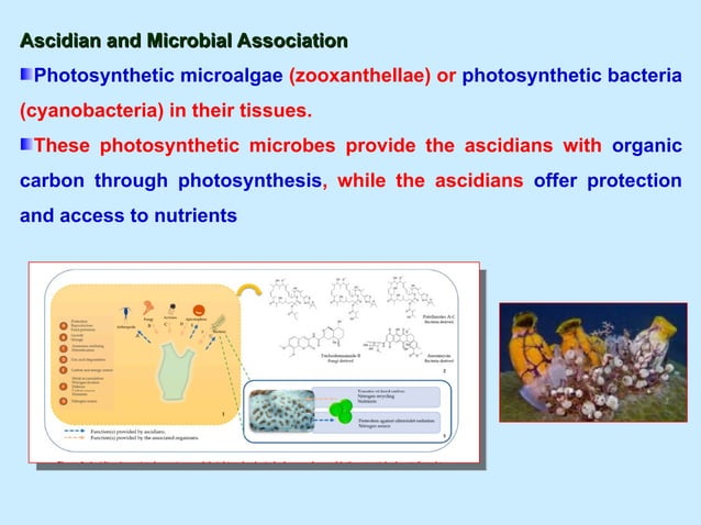 Concepts and applications of marine microbes | PPT