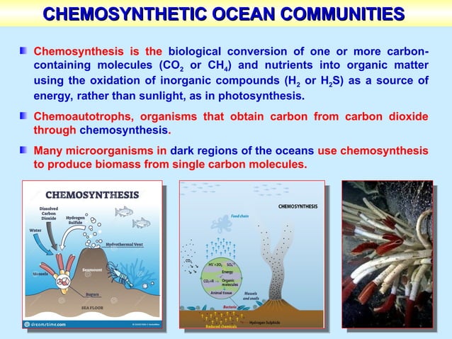 Concepts and applications of marine microbes | PPT