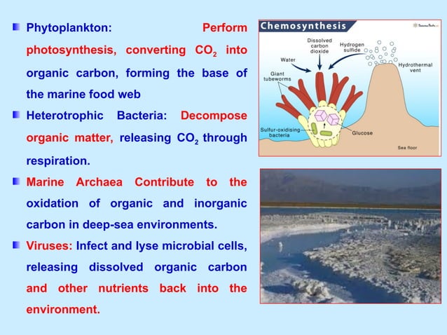 Concepts and applications of marine microbes | PPT