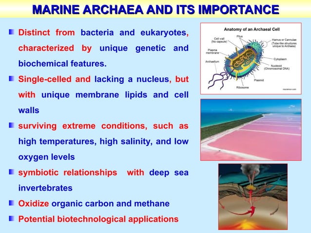 Concepts and applications of marine microbes | PPT