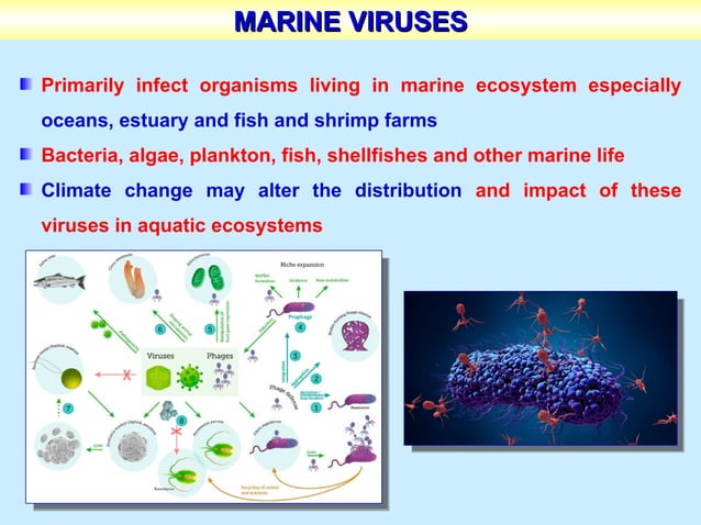 Concepts and applications of marine microbes | PPT