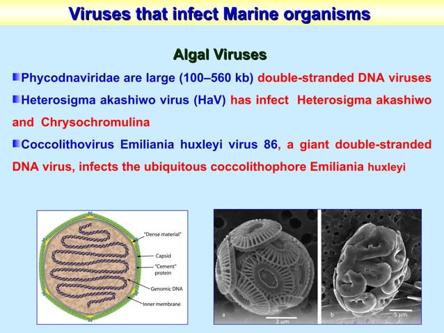 Concepts and applications of marine microbes | PPT