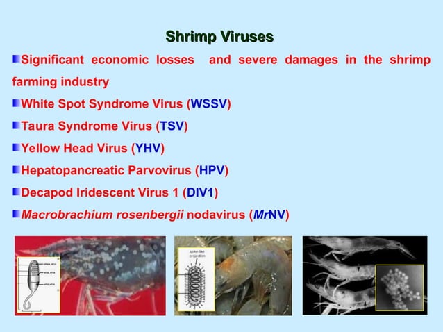 Concepts and applications of marine microbes | PPT