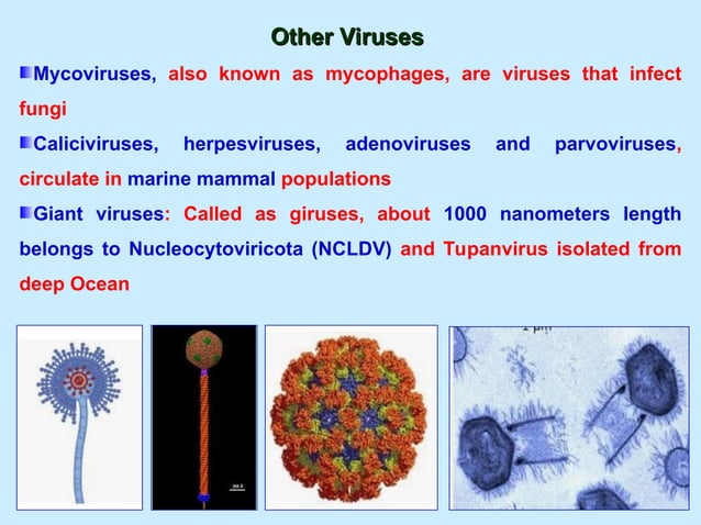 Concepts and applications of marine microbes | PPT